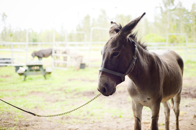 Elyse Butler Mallams - Hawaii Photographer: Saving the Kona ...