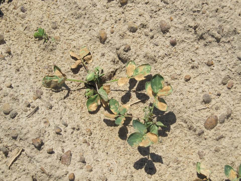 “Cracking” Peanuts and Herbicides « Seminole Crop E News