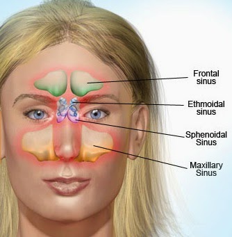 Mengenal Bagian Sinus dan Fungsinya | Penyakit Sinusitis dan Penyembuhannya
