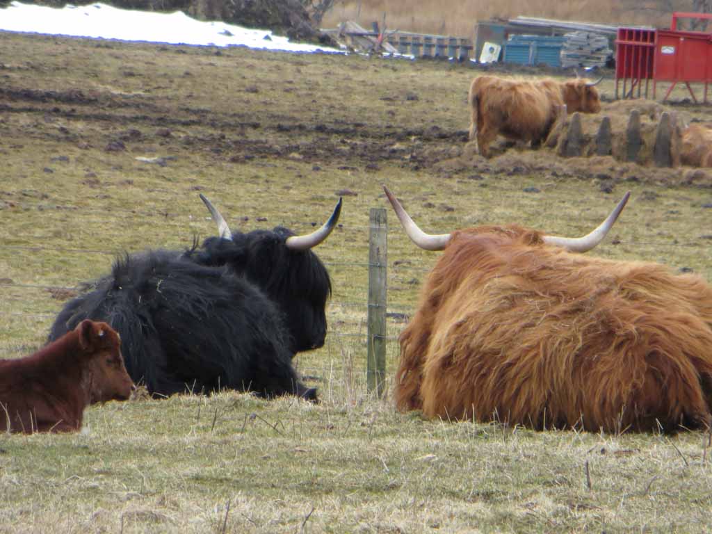 (H)all Around the World: Shetland Ponies and Highland Cattle
