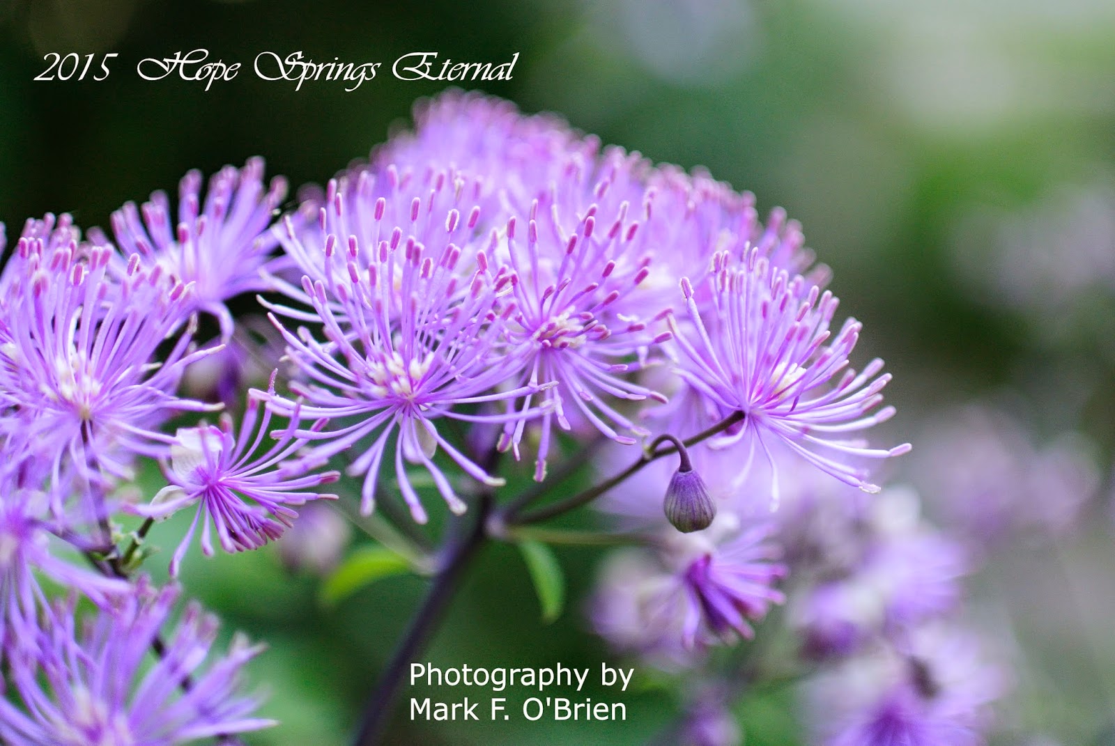 Random Camera Blog: Get Ready for 2105 with a New Calendar!