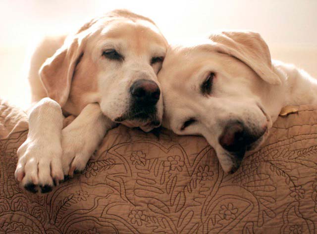 Todo sobre los Labradores