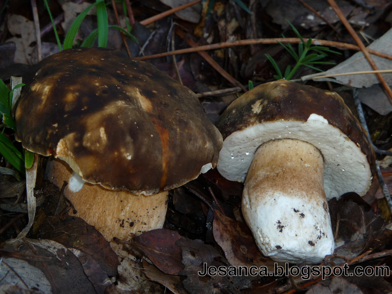 JESANCA: Hongo negro