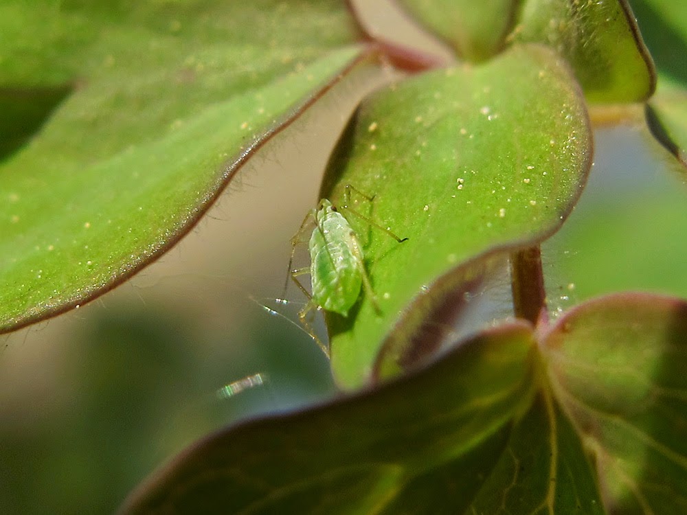 Carnet Nature: Puceron