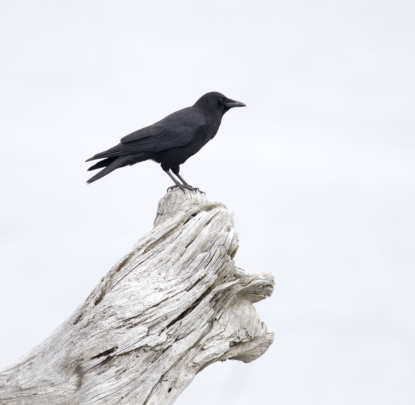 pewit: a few random VI bird images