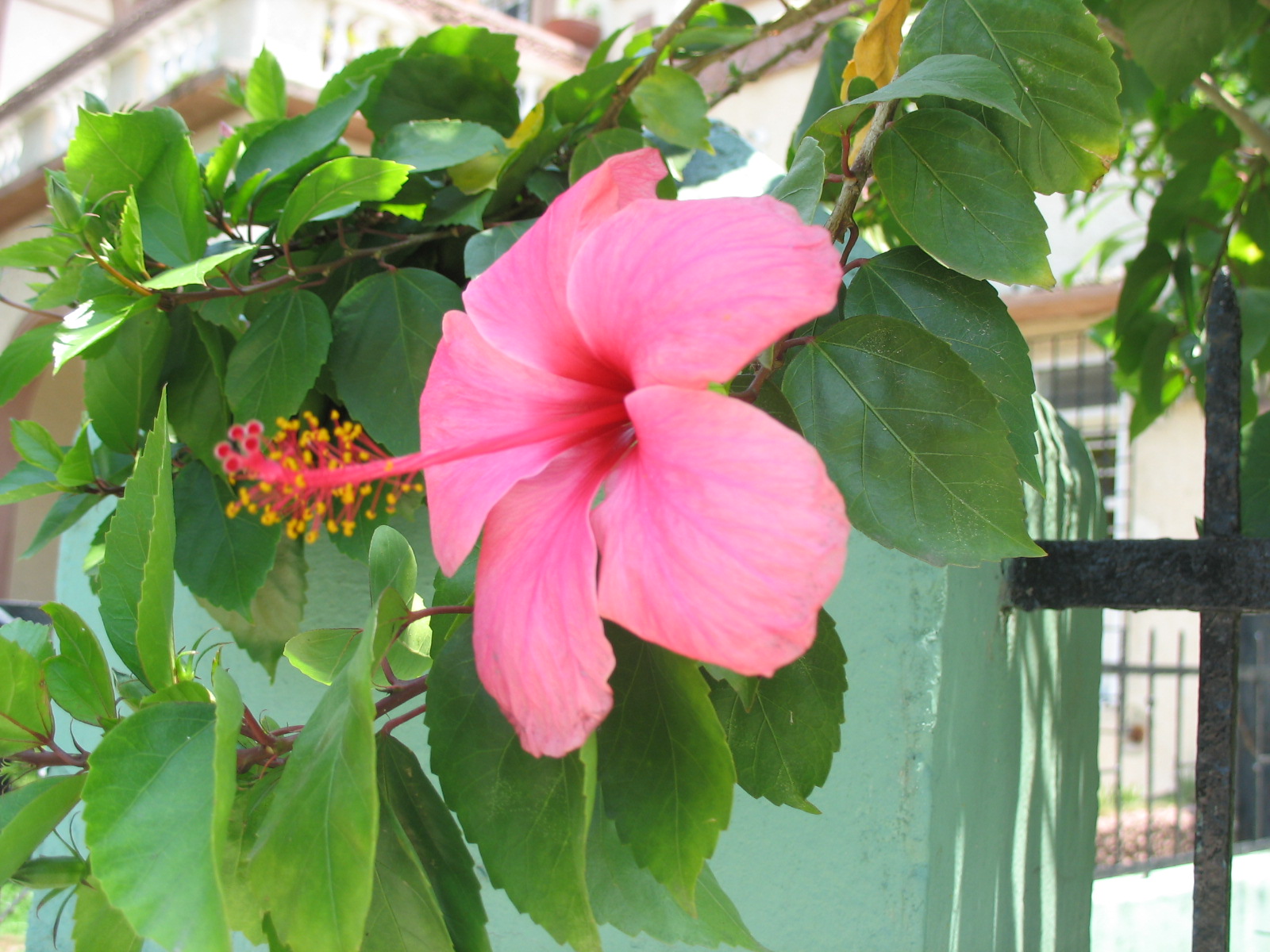 El caribe colombiano: Simbolos de la Region Caribe