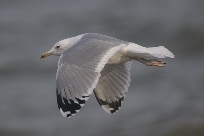 PLODDINGBIRDER: Caspian Gull!