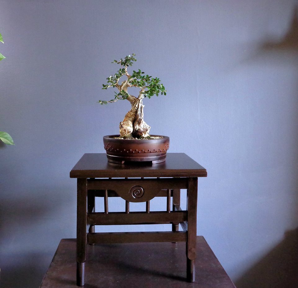 Bonsai Cosmos: Bonsai Table from an Old chair