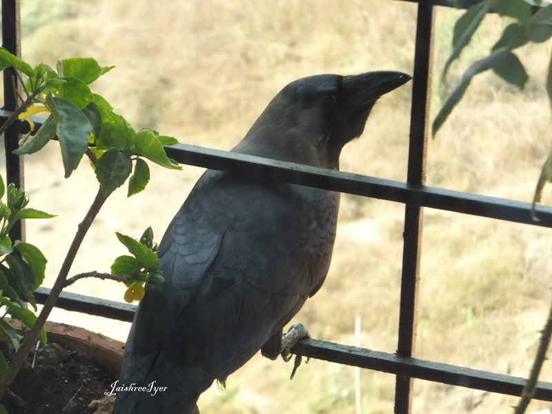 My Views: Bird Watching As My Hobby!
