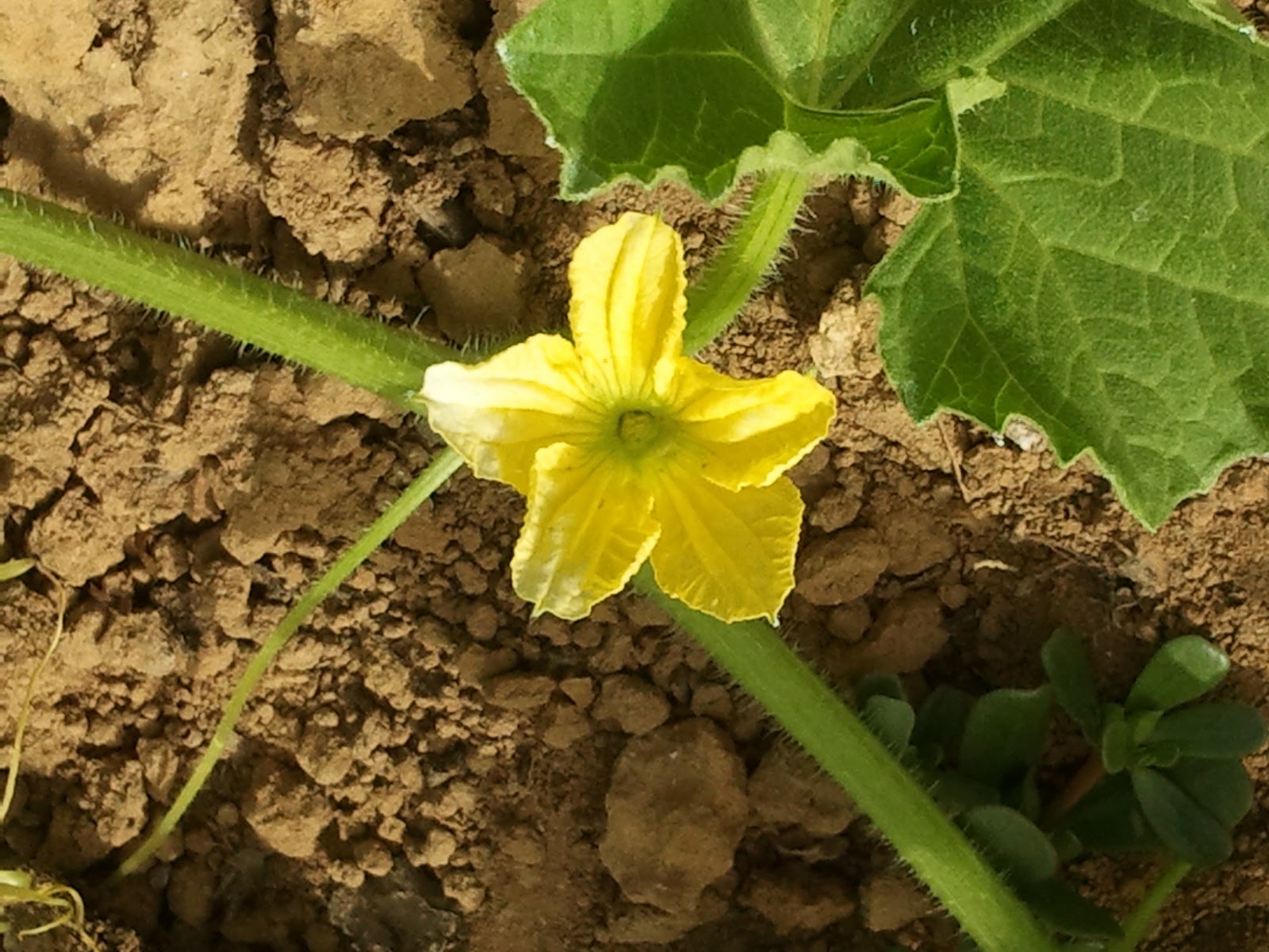 Faenas de la Huerta: Más flores del huerto