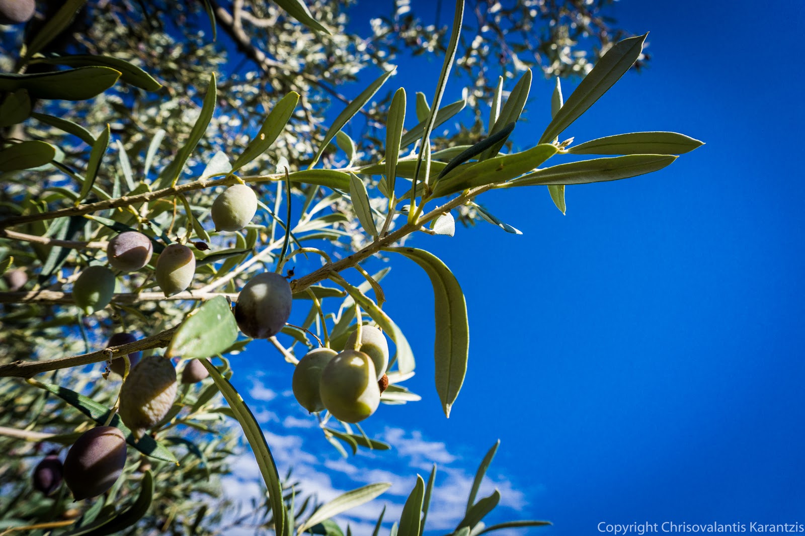 Η ΣΥΓΚΟΜΙΔΗ ΤΗΣ ΕΛΙΑΣ ~ ΒΕΛΑΝΙΔΙΑ