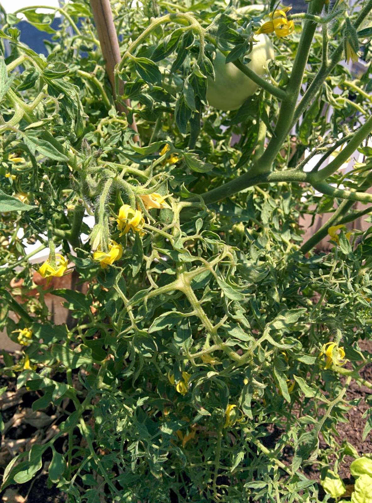 BKLYNrooftopGRDNR: hello July