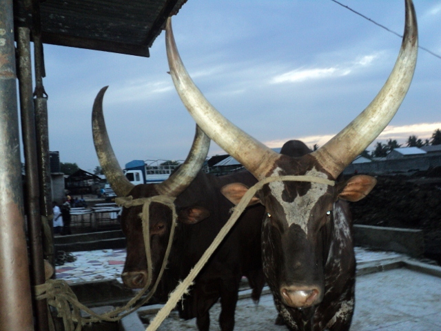 MPALULEBLOG:: Ng'ombe wakali aina Nyankole kutoka Mwanza na Shinyanga