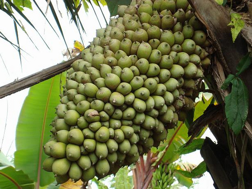 Frutas y Vegetales Exóticos: El Motacú