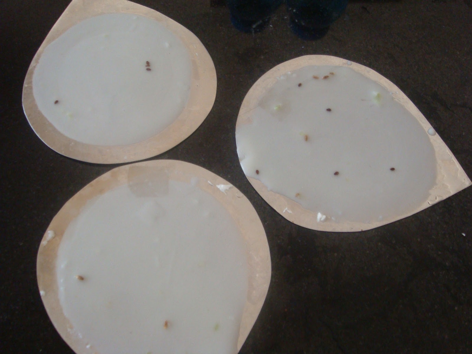 Vadakam (Rice pappadam) - Sasi's Cuisine