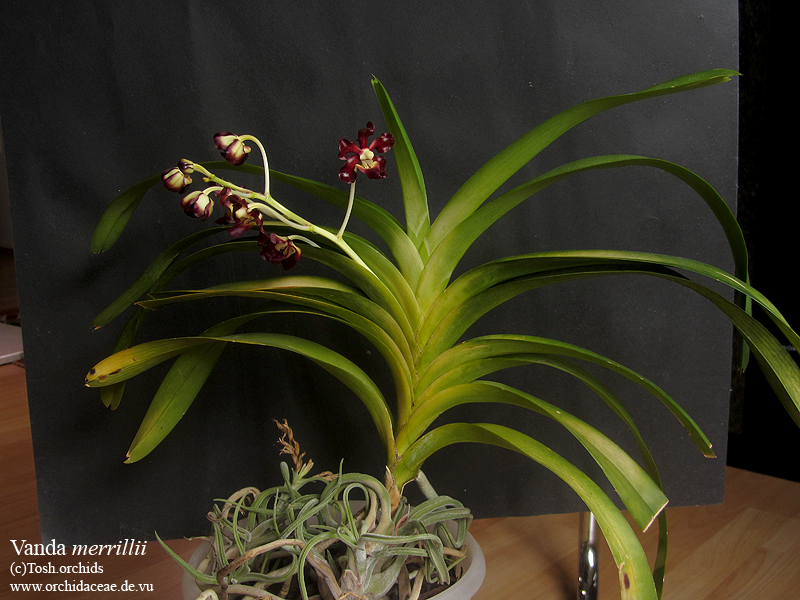 Orchidaceae: Vanda merrillii