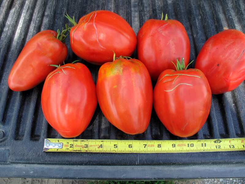 The Joyce Road Neighborhood: Tomatoes