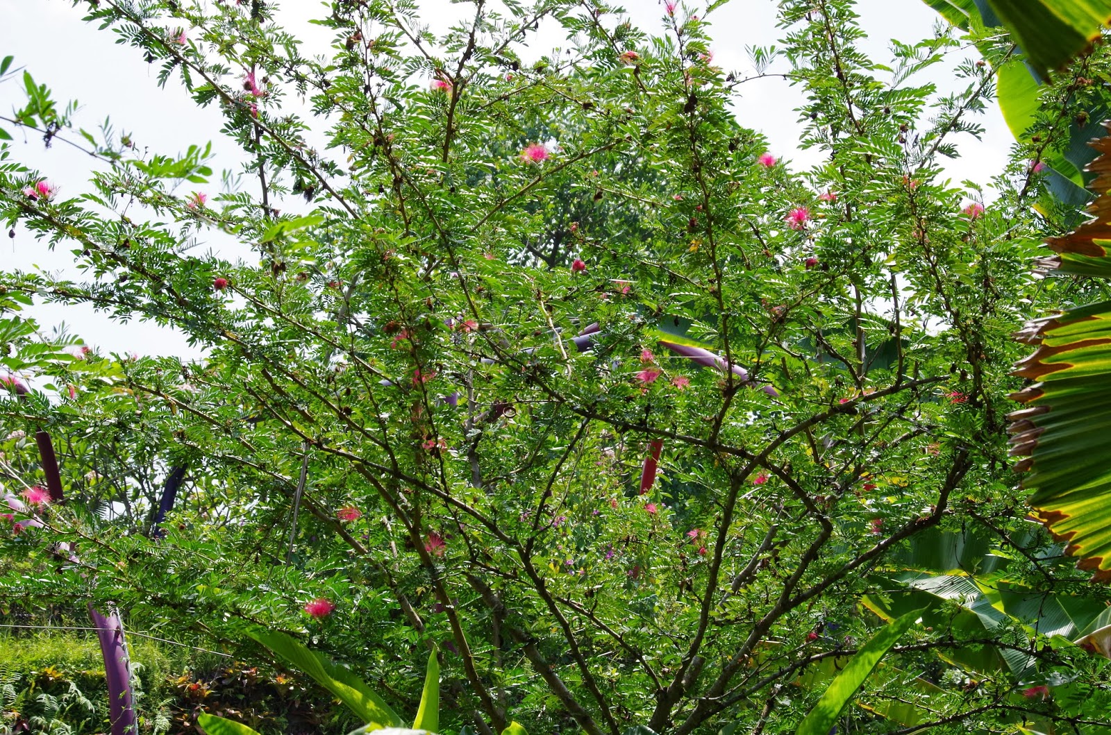 Trees and Plants: Monkey Pod