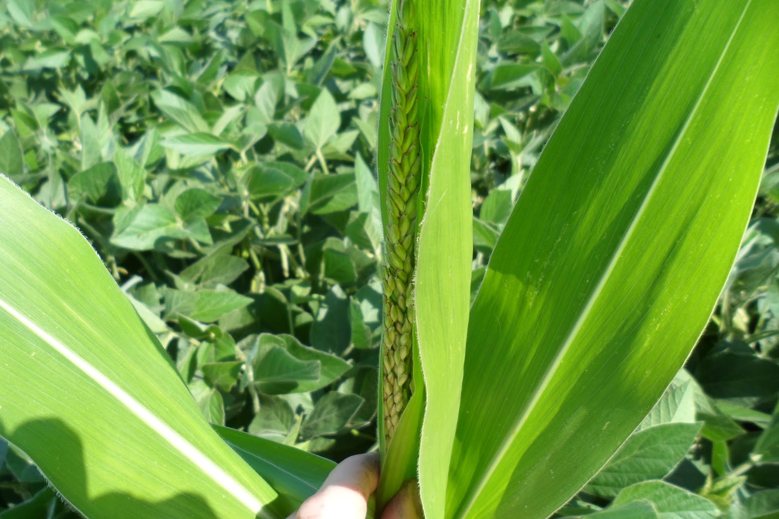 The Perennial Agriculturalist: volunteer industrial corn