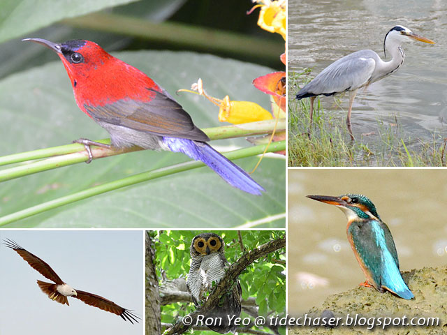 tHE tiDE cHAsER: Chordates (Phylum Chordata) of Singapore