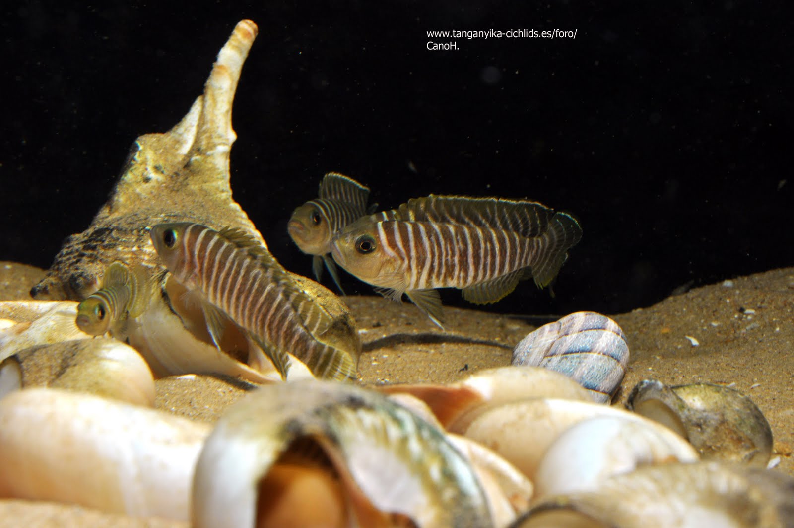 Tanganyika , un mundo a parte.: Sesion fotos: Neolamprologus similis.