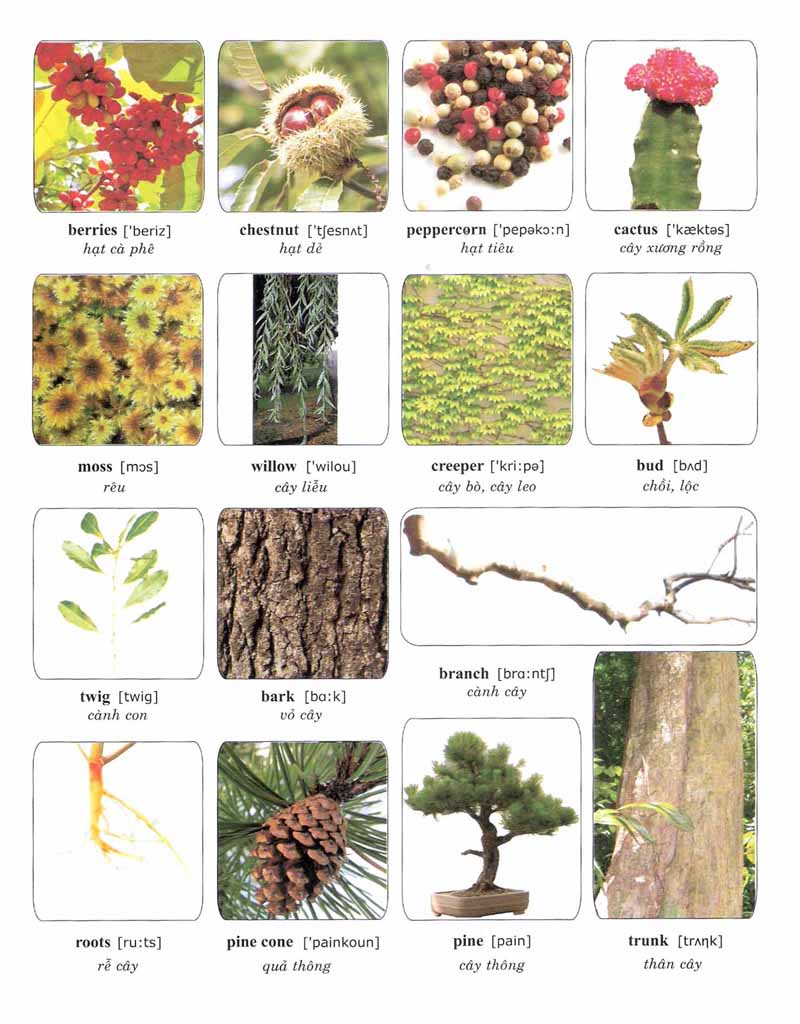 Learning Vocabulary with Pictures: Plants