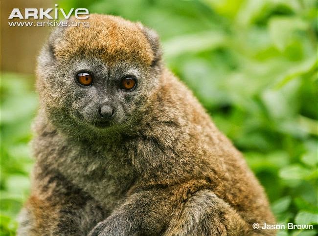ΤΟ ΗΜΕΡΟΛΟΓΙΟ ΤΟΥ ΑΝΤΩΝΗ ΤΡΙΦΥΛΛΗ : Alaotran gentle lemur (Hapalemur ...