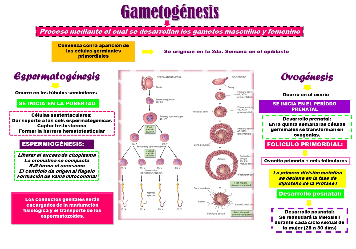 Blog de evidencias de fisiologia Medica de Bryanda Eriacema Higuera ...