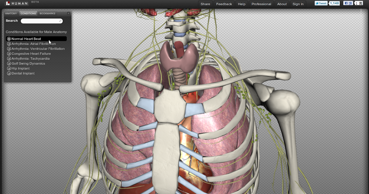 Bio Digital Human 人體解剖3D模型
