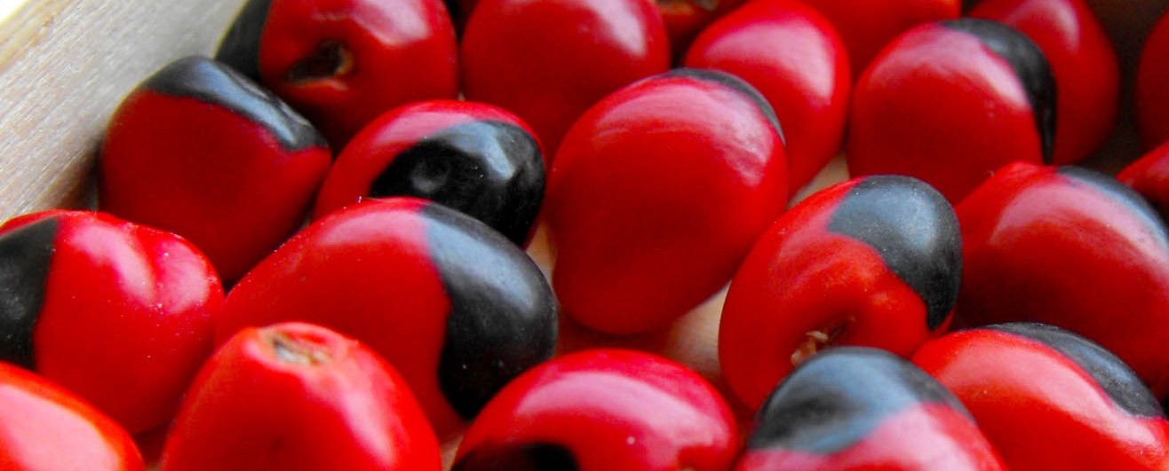 Madre Mia del Amor Hermoso: Huayruro