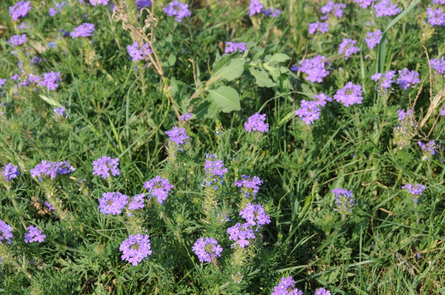 Lehmann Beekeeping and Apiary