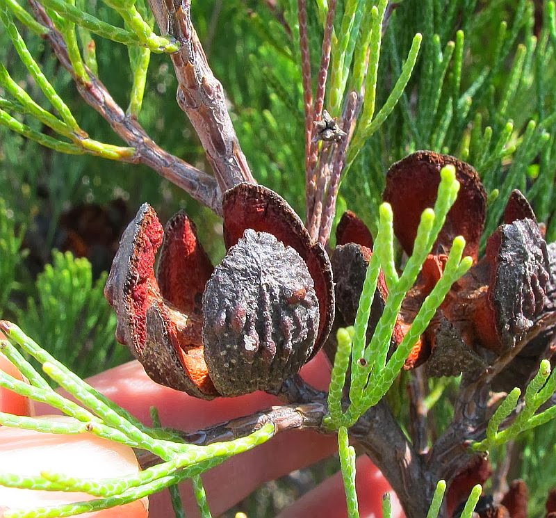 Esperance Wildflowers: Callitris columellaris - White Cypress Pine