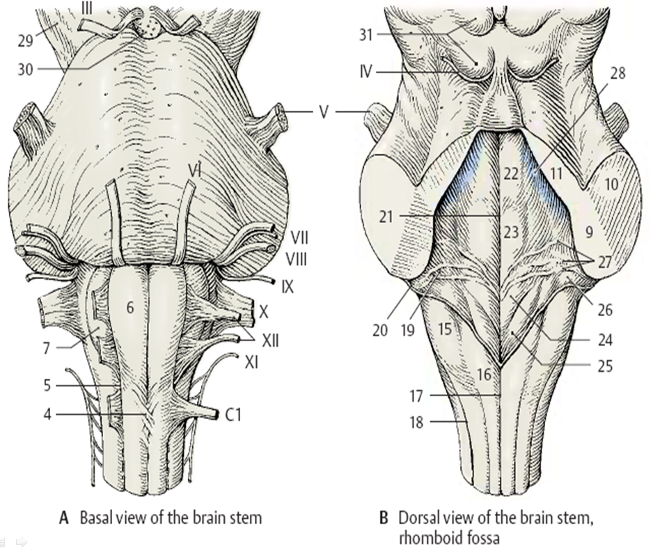 MBBS Medicine (Humanity First): Anatomy of the Brain Stem