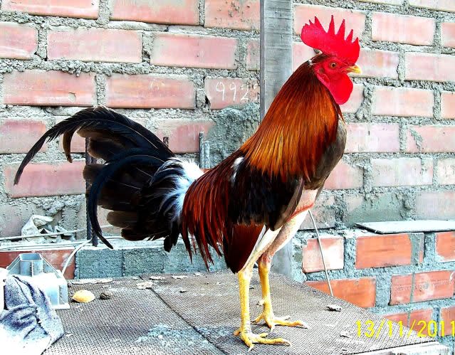 GALLOS DE PELEAS: diciembre 2011