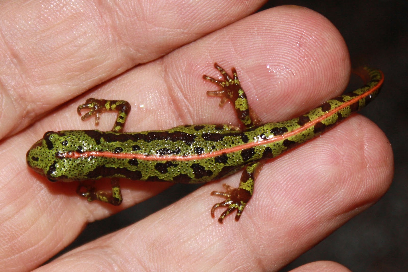 Bichos y fotos: El tritón pigmeo (Triturus pygmaeus)