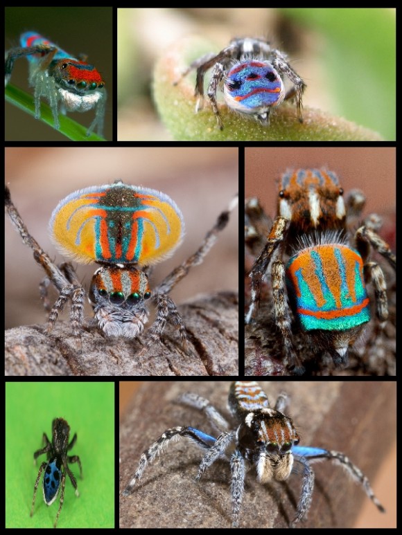 Creativity: Peacock spiders ... The world's most beautiful spiders