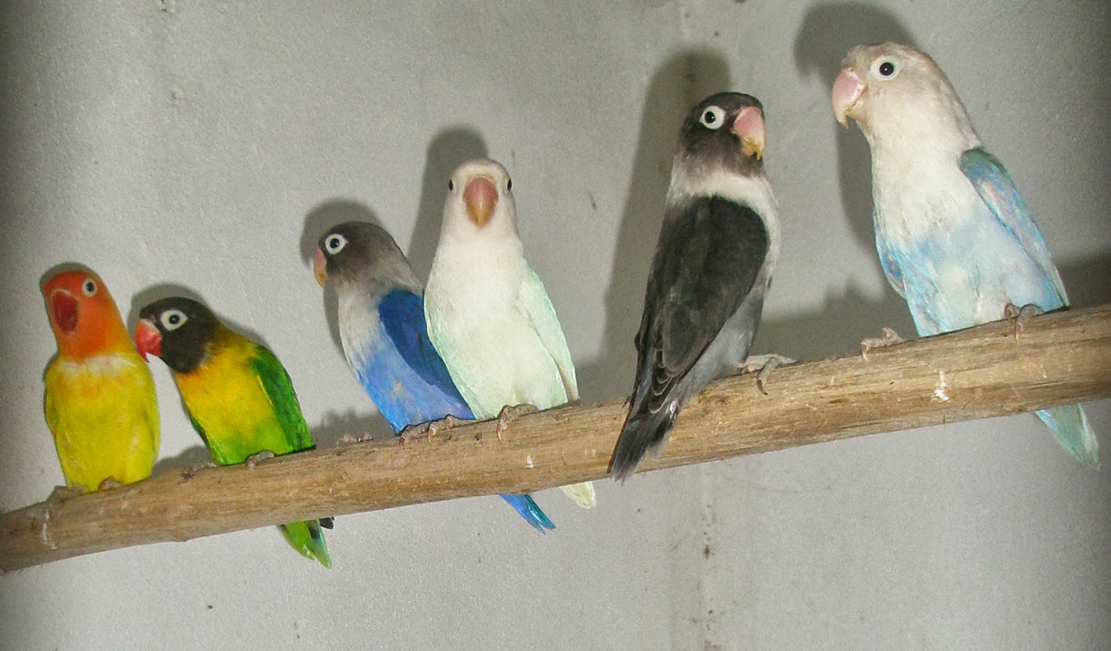 Aves da Vera e do Ricardo