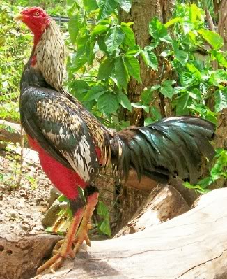 Hobi Ayam Tangkas: ayam brazilian ayam adu hybrid dari kampung maradona