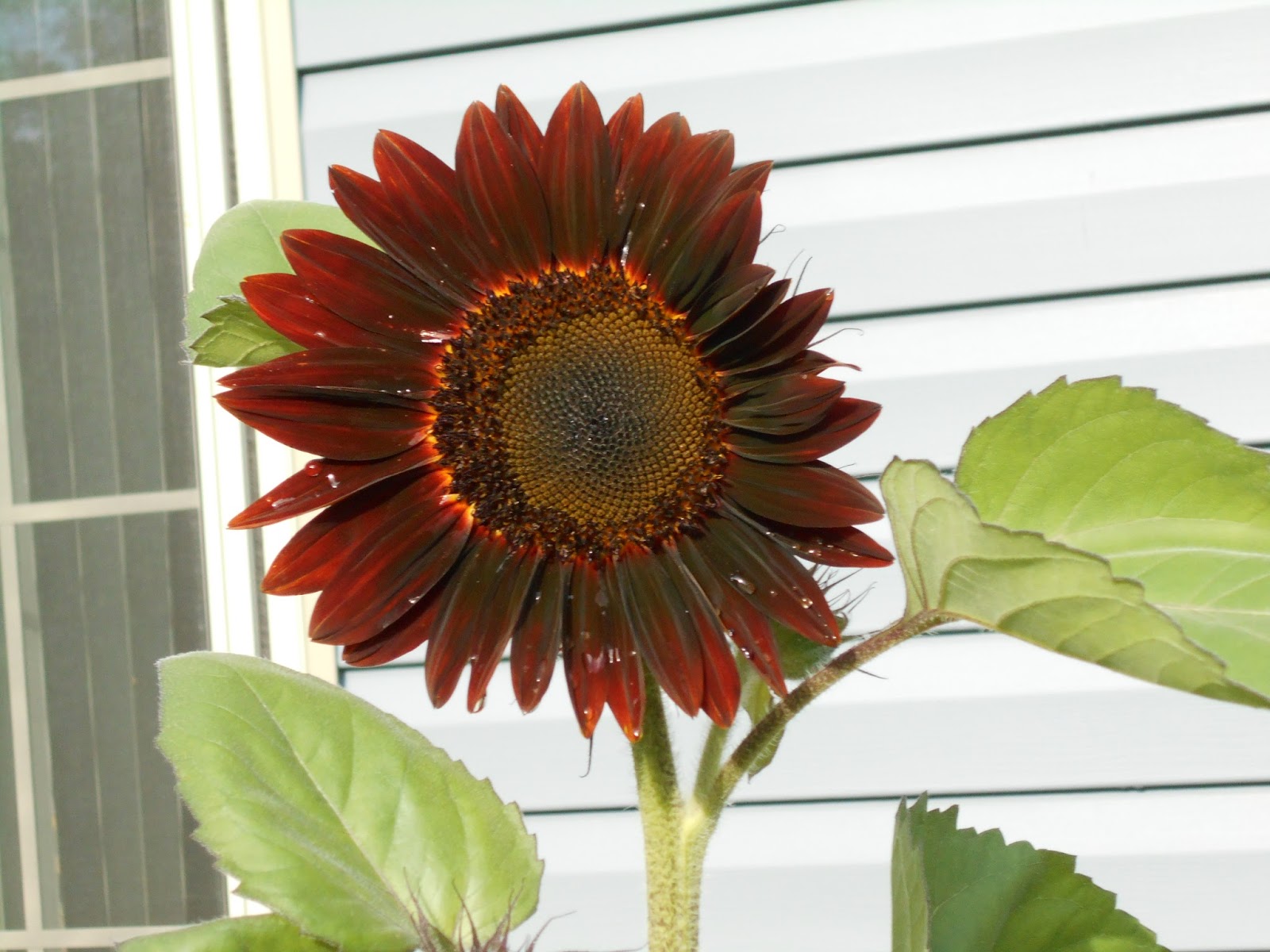 New York State of Mind: MY UNUSUAL COLOR SUNFLOWER