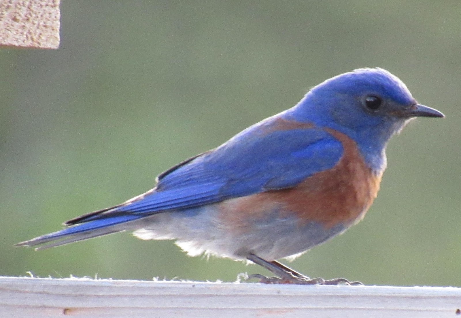 Garden Grumbles and Cross Stitch Fumbles: Bluebird of Happiness