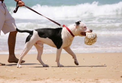 Las principales necesidades de los perros | Guia Mascotas