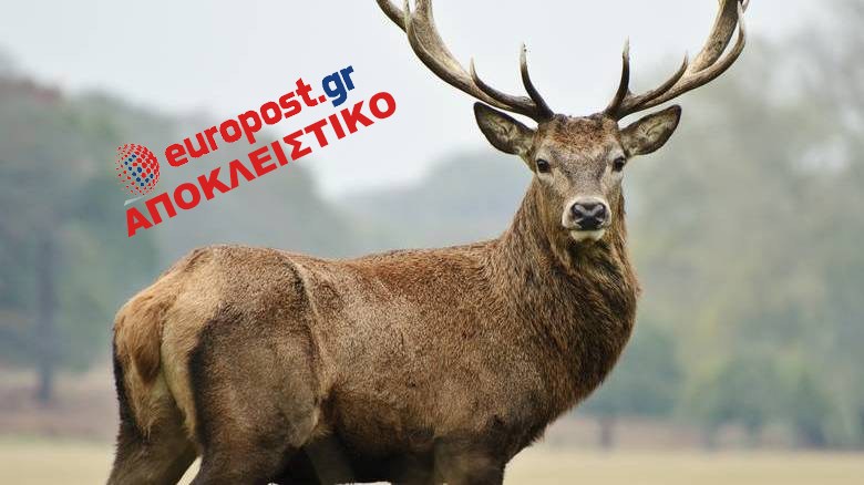 Απίστευτο! Περήφανο ελάφι στους Θρακομακεδόνες Αττικής, έκοβε βόλτα ...