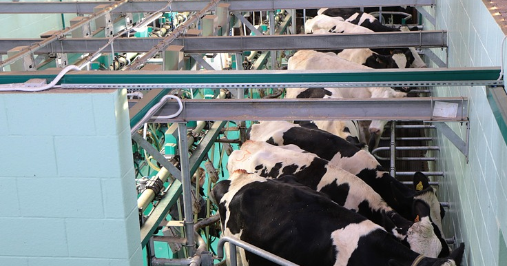 Your Dairy Experts: Modern Milk Parlor Designs