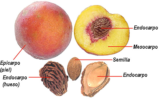 La semilla y el fruto ~ Con-CIENCIA