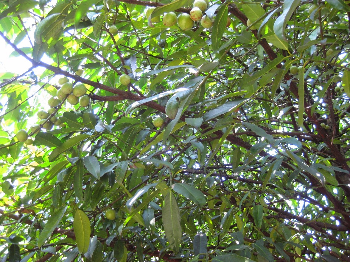 Susan's Blog: Complete Guide to Singapore Botanic Gardens( Part 1)