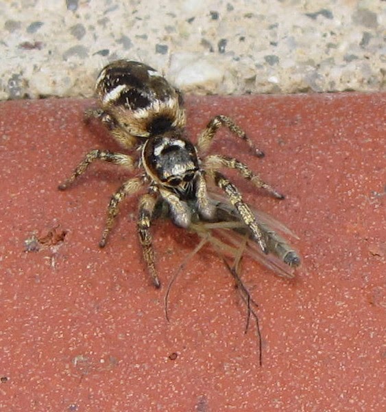 Bug Eric: Zebra Jumper