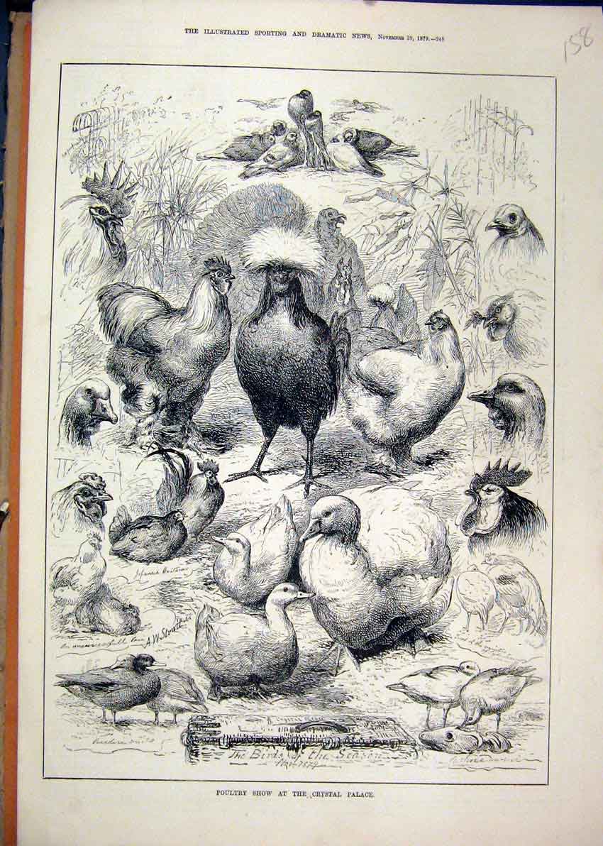 Equus Villa Farm: Wonderful Antique Poultry Show Posters..