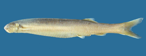 Artes de Pesca: VAMOS A PESCAR PEZ GATO Ultima Parte