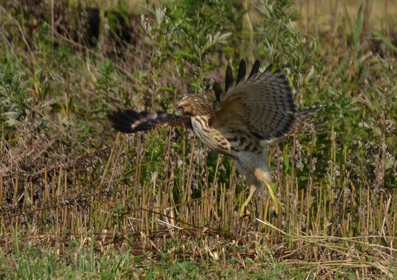 Woods Walks and Wildlife: Hawk and Snake