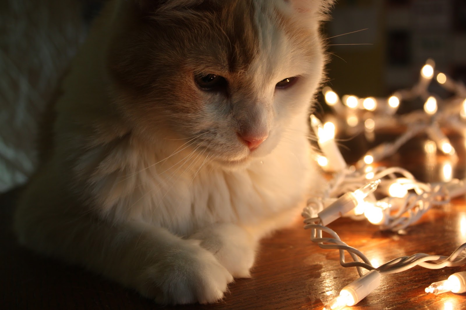 Marie Janelle Photography: Award Winning Cat Photo